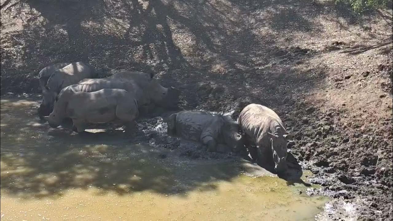 Mellow mud baths for Esmé and her calves - YouTube