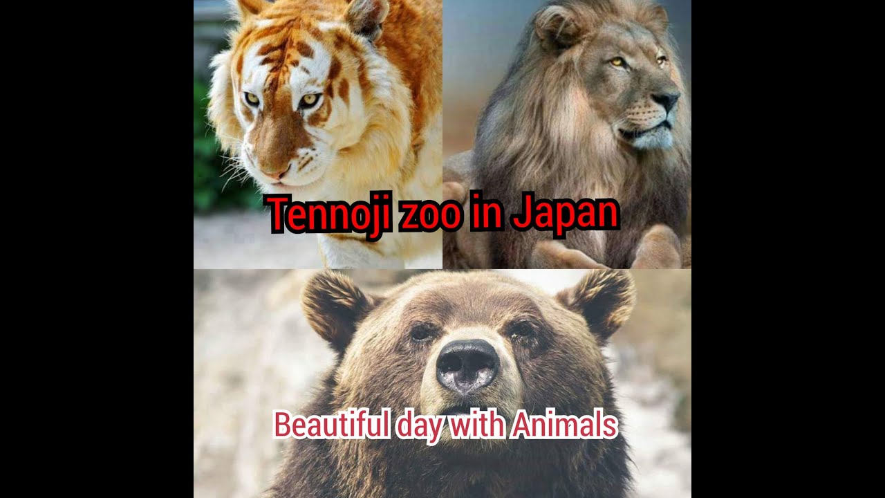 Japan, Osaka Tennoji zoo {part 2} beautiful day with Animals - YouTube