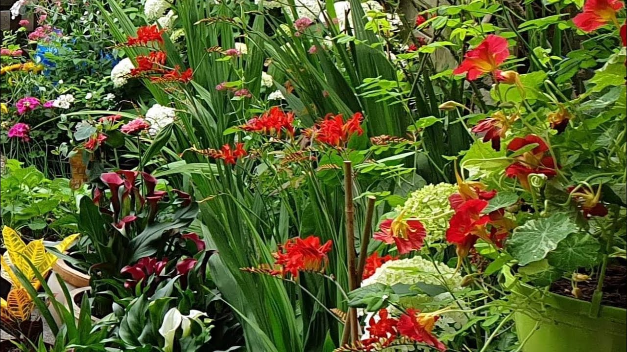 Bungaku di Belanda/Flowers From Nederland - YouTube
