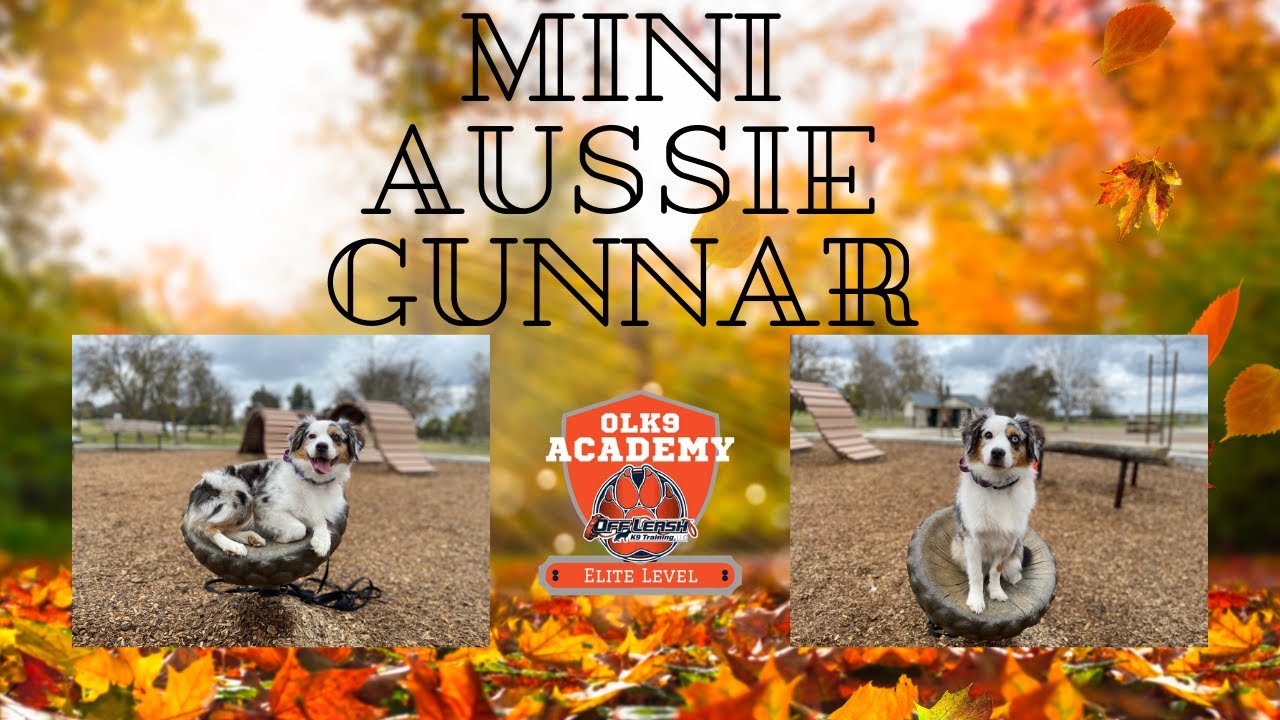 7 Month Old Mini Aussie "Gunnar" | Puppy Obedience | Bay Area Trainers ...