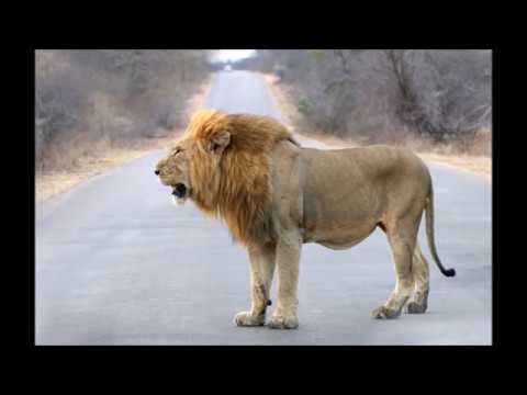 Lion Hunting vs. Hedge Trimming - YouTube