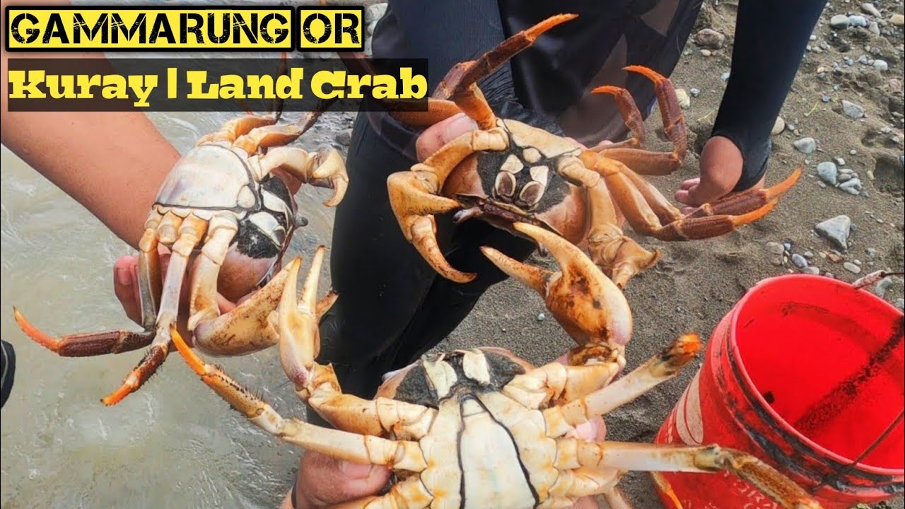 e266 - Muntik pakong masipit Ng Kuray Catch and Cook - YouTube