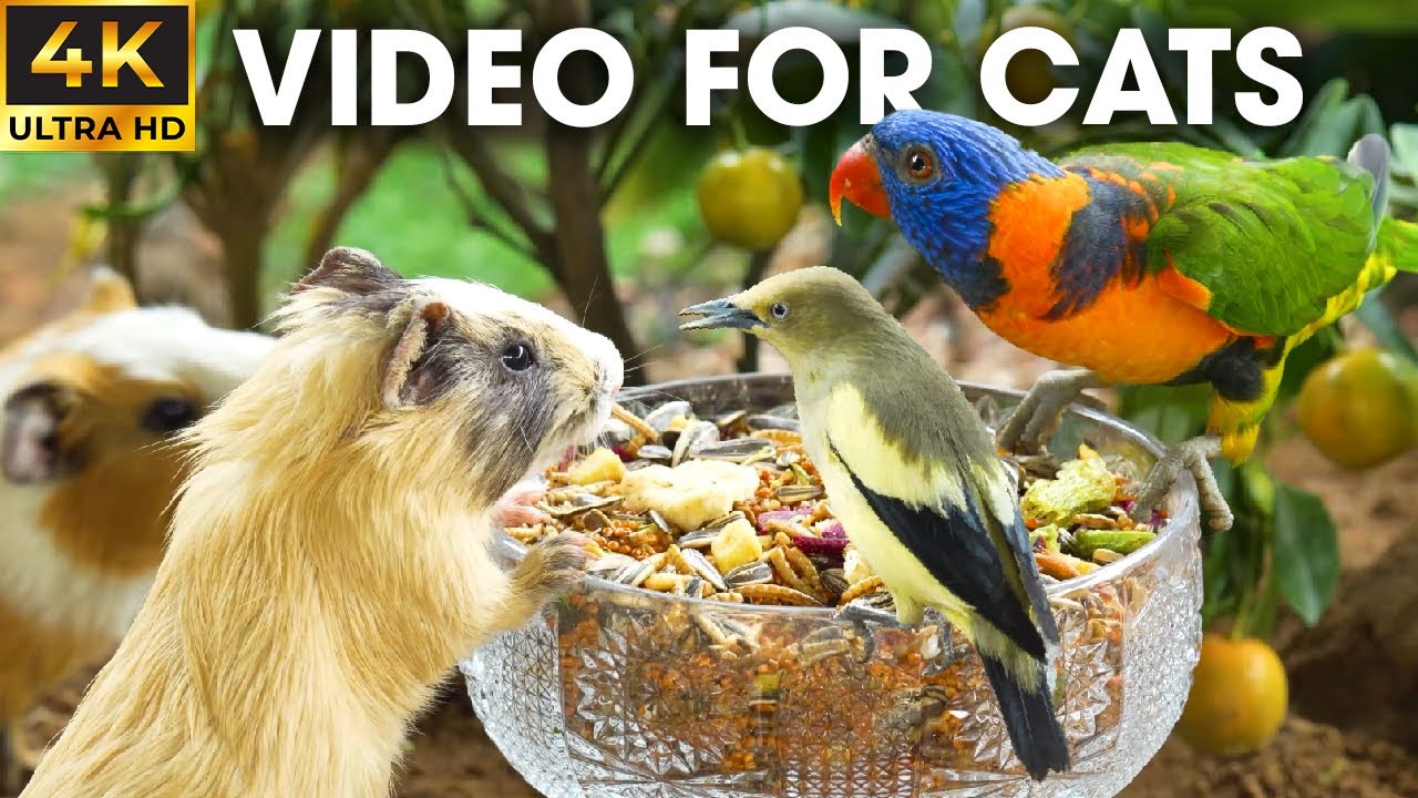 Birds and Squirrels Playtime in the Garden - Video For Cats to Watch ...