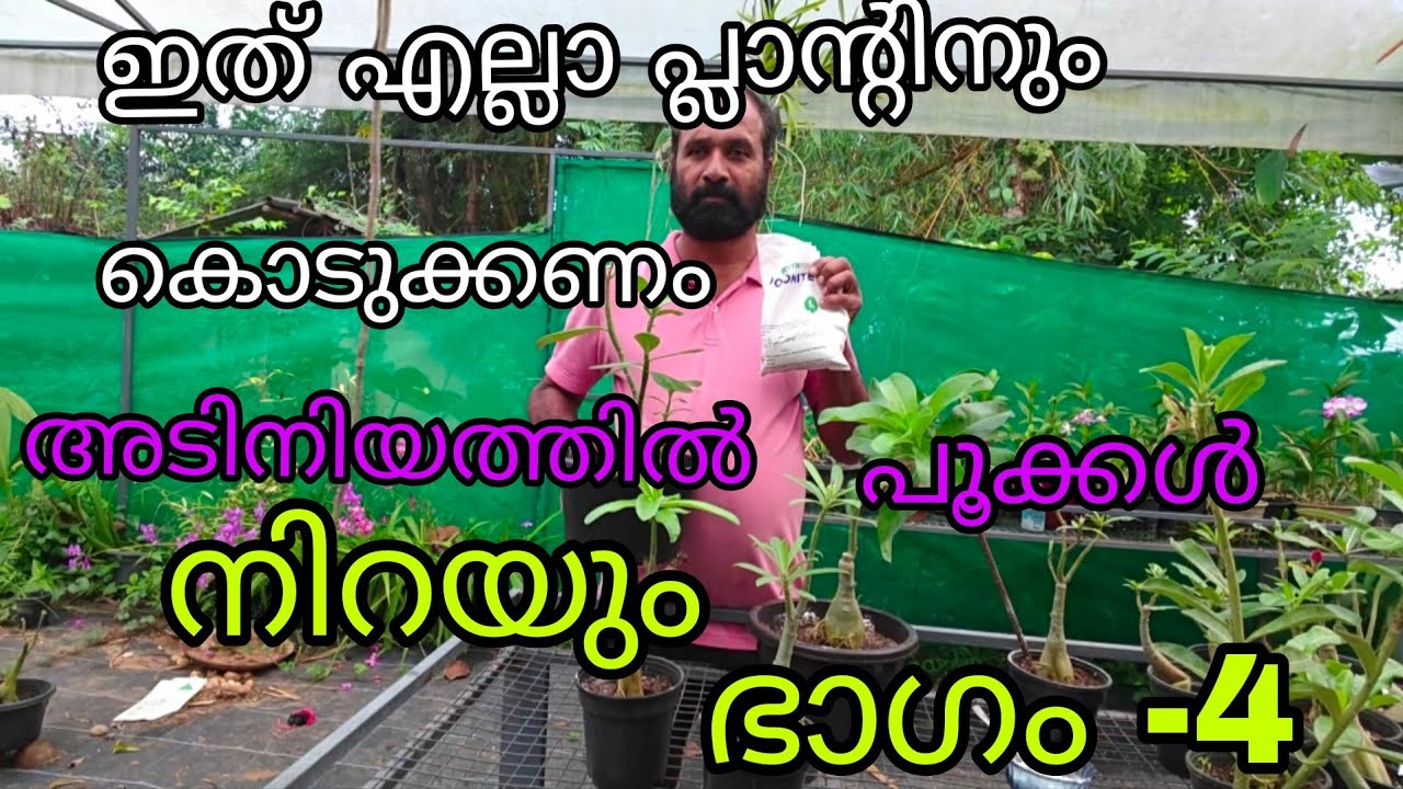 How to Use Dolomite for Plants | Complete Guide|Rc garden |9846090759 ...