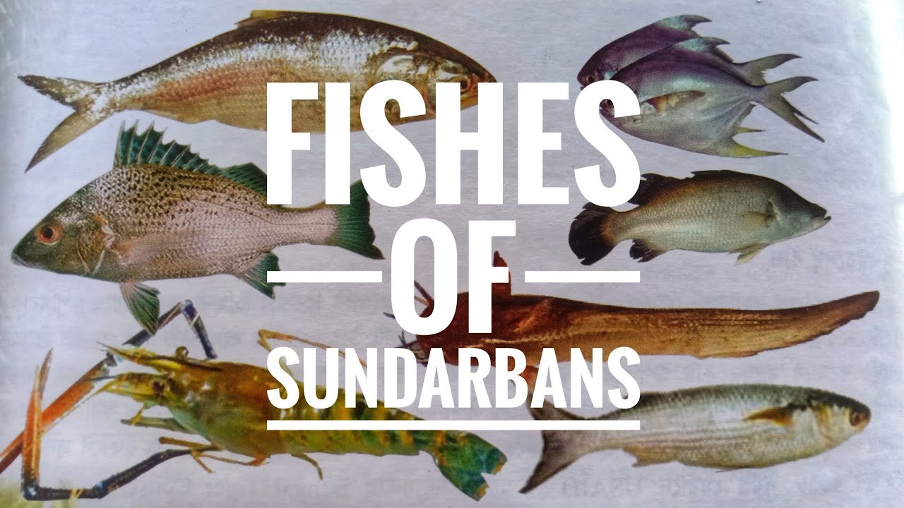Fishes of Sundarbans || সুন্দরবনের মাছ - YouTube