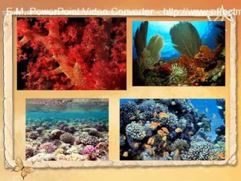 Filum Cnidaria (CELENTERATE) - YouTube