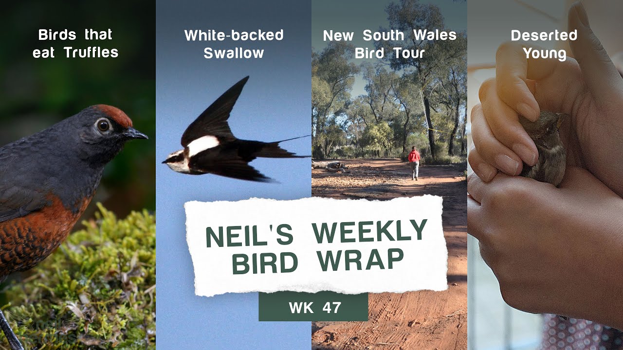 Birds that Eat Truffles, New South Wales Bird Tour, White-backed ...