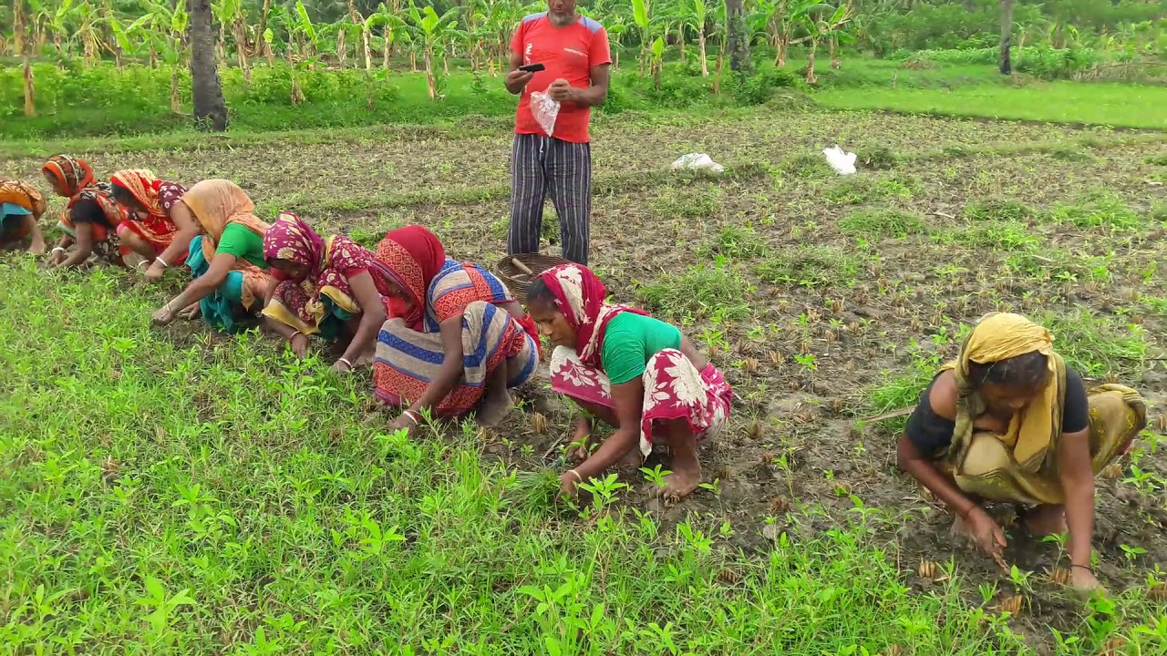 Village woman labour _ গ্রামিন মহিলা শ্রমিক - YouTube