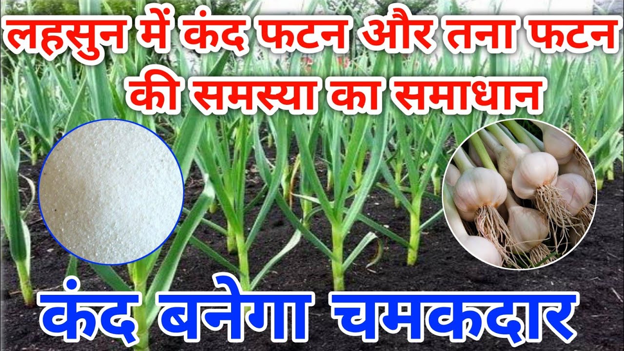 lahsun में कंद फटने की समस्या का समाधान, बस 1 स्प्रे में || lahsun ki ...