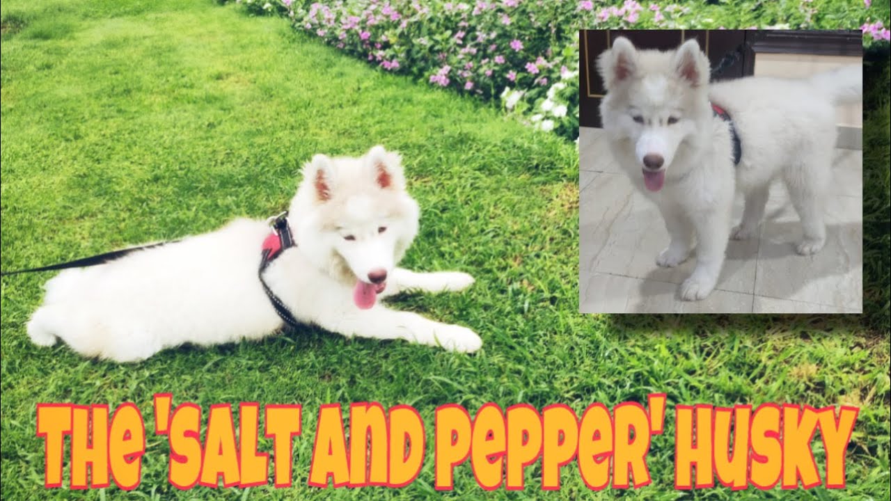 नहीं देखा होगा HUSKY का ये COLOR || Salt n Pepper Color #siberianhusky ...