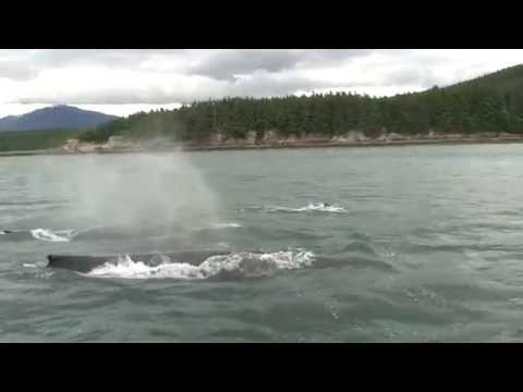 Humpback Whales spouting - YouTube
