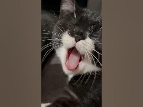 CATS ANGRY AT ME FOR LEAVING THEM ALONE 3 HOURS with meowing - YouTube