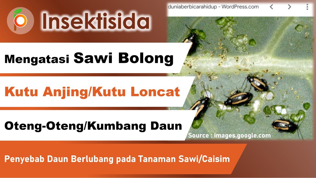 Mengatasi Sawi Bolong - Obat Hama Kutu Loncat / Kumbang Daun Tanaman ...