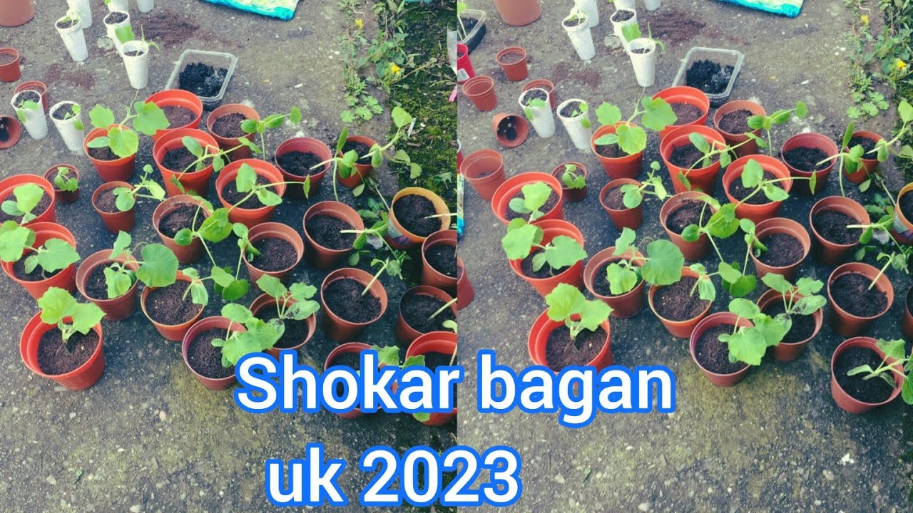 Shokar bagan uk 2023 #cookingwithmeukvlog - YouTube