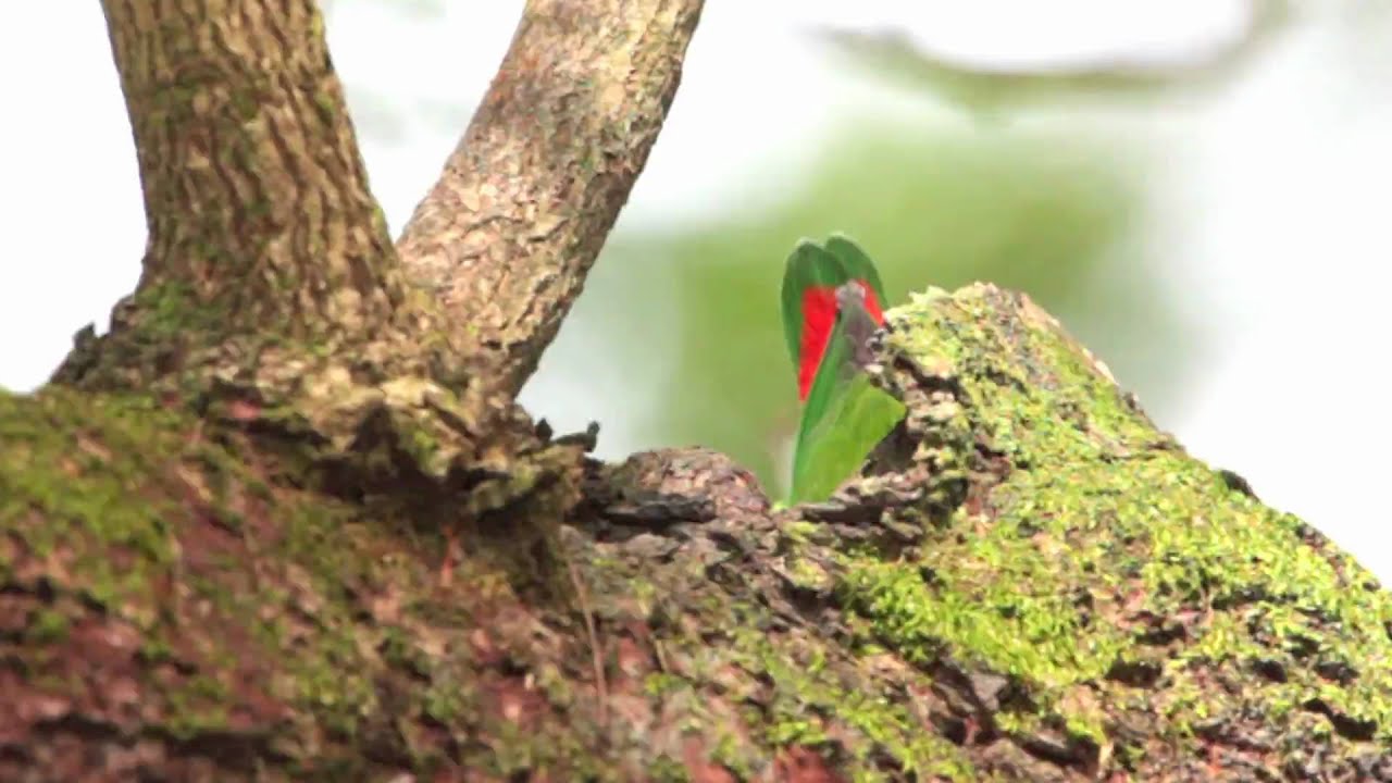 Colasisi - Philippine Hanging Parrot - YouTube