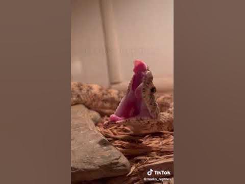 "Hey rattlesnake yawn for me"100% ️👍 - YouTube