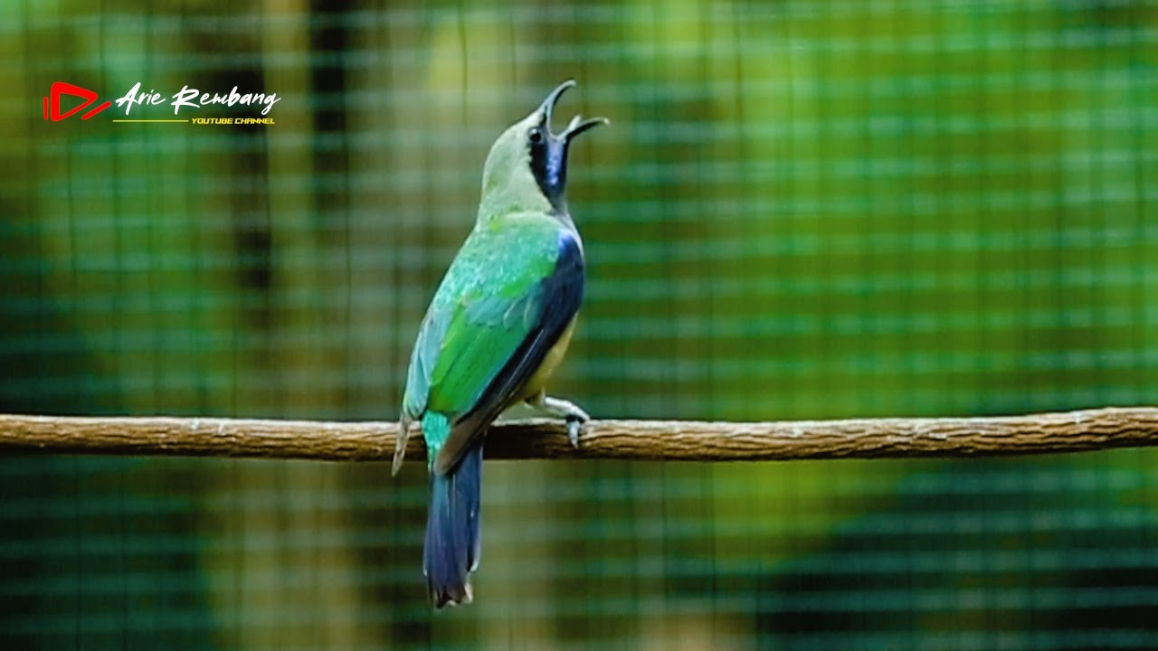 CUNGKOK GACOR FULLGESEKAN NGECREN - YouTube