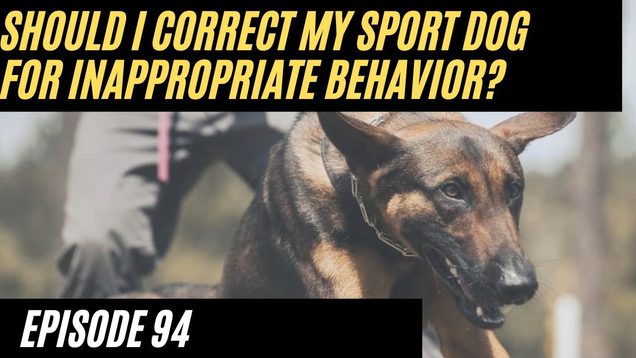 Should I correct my Sport Dog for inappropriate behavior? - YouTube