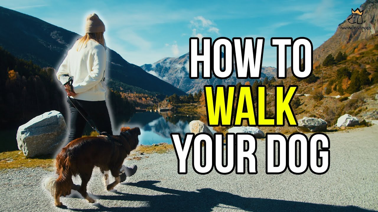 How To Walk Your Dog - 2 Must Know Commands - YouTube