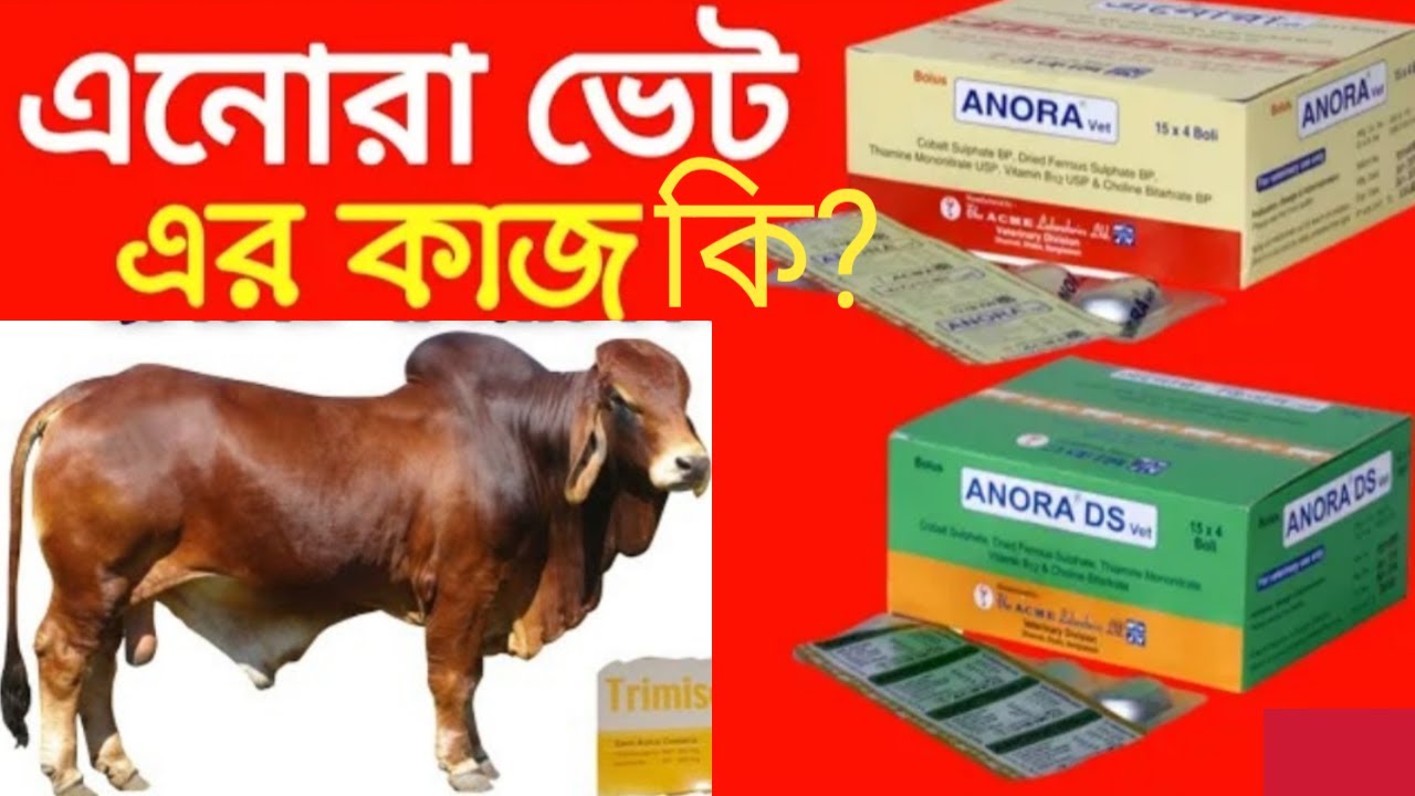 গরু খাচ্ছে না কি খাওয়ালে গরুর রুচি বৃদ্ধি হয় দেখেন Youtube