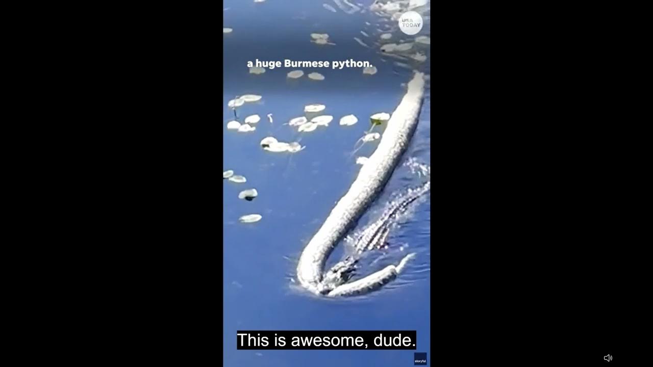 Florida Everglades Python * Alligator Vs Python * Python Footage - YouTube