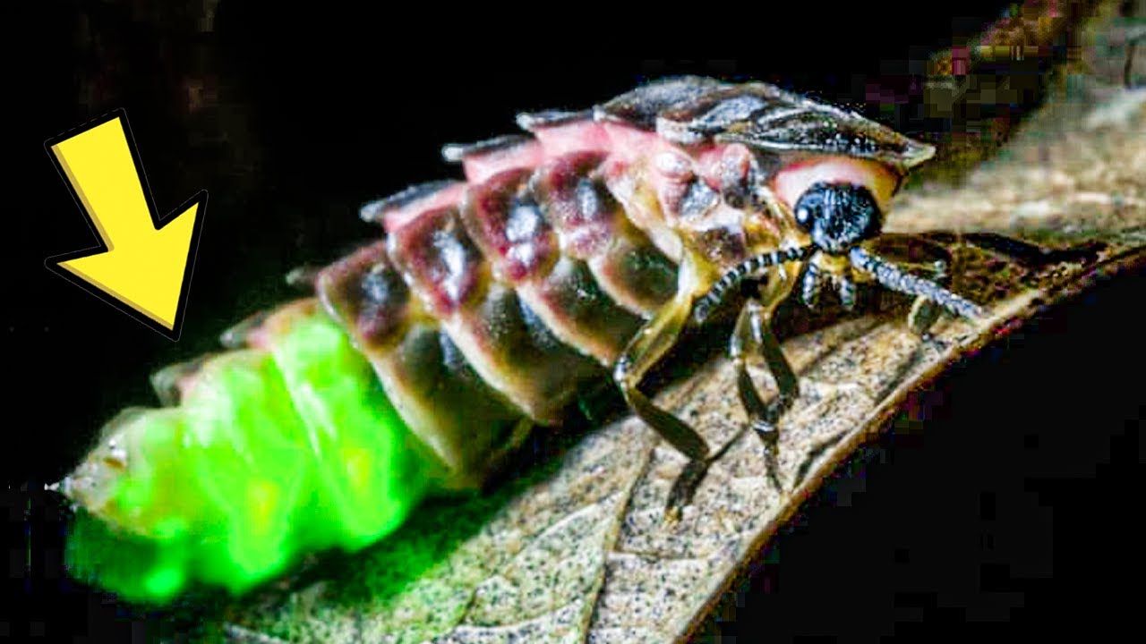 How Glow Worms Use Light To Lure Their Prey - YouTube