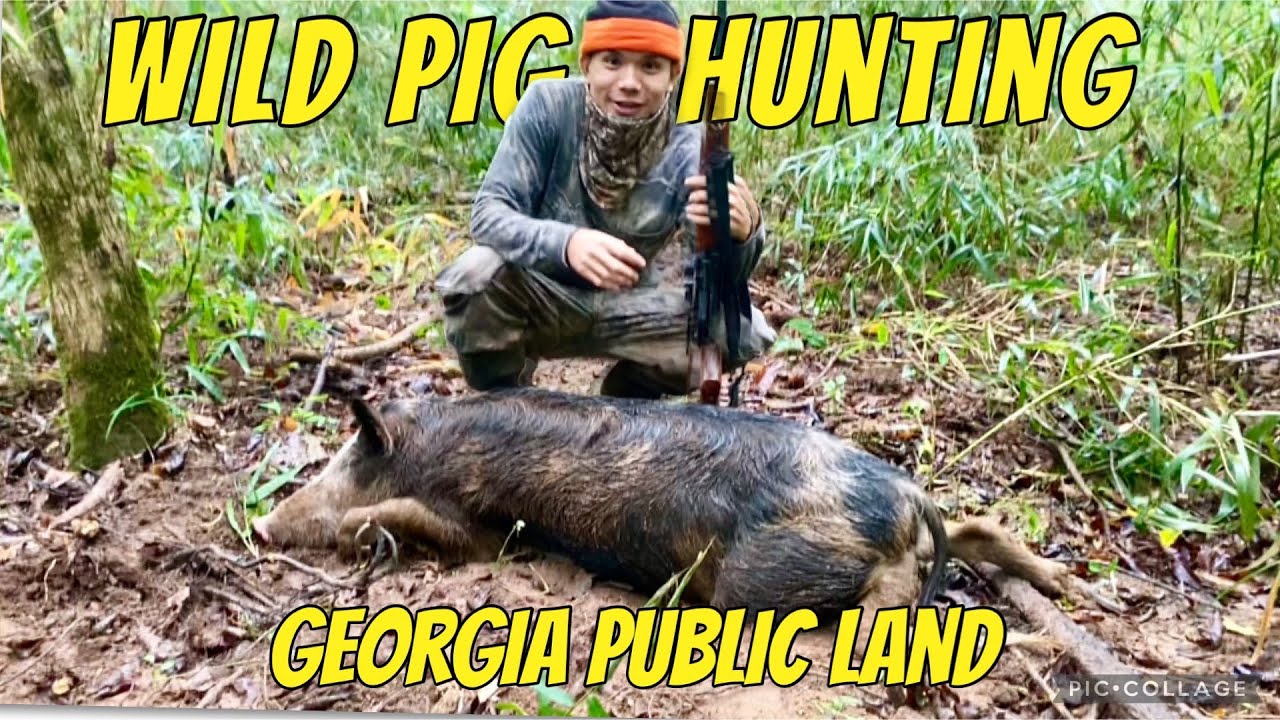 Georgia wild pig 🐗 hunting // public land - YouTube