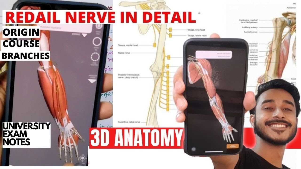 Radial Nerve Anatomy In Hindi Radial Nerve 3D Anatomy Radial Nerve Radial Nerve Anatomy In Hindi Radial Nerve 3D Anatomy Radial Nerve