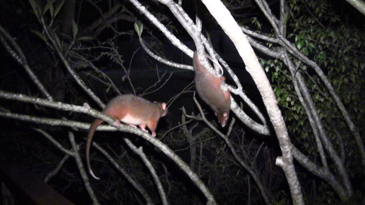 Ringtail Possum Fight: Keeta v Koji - YouTube