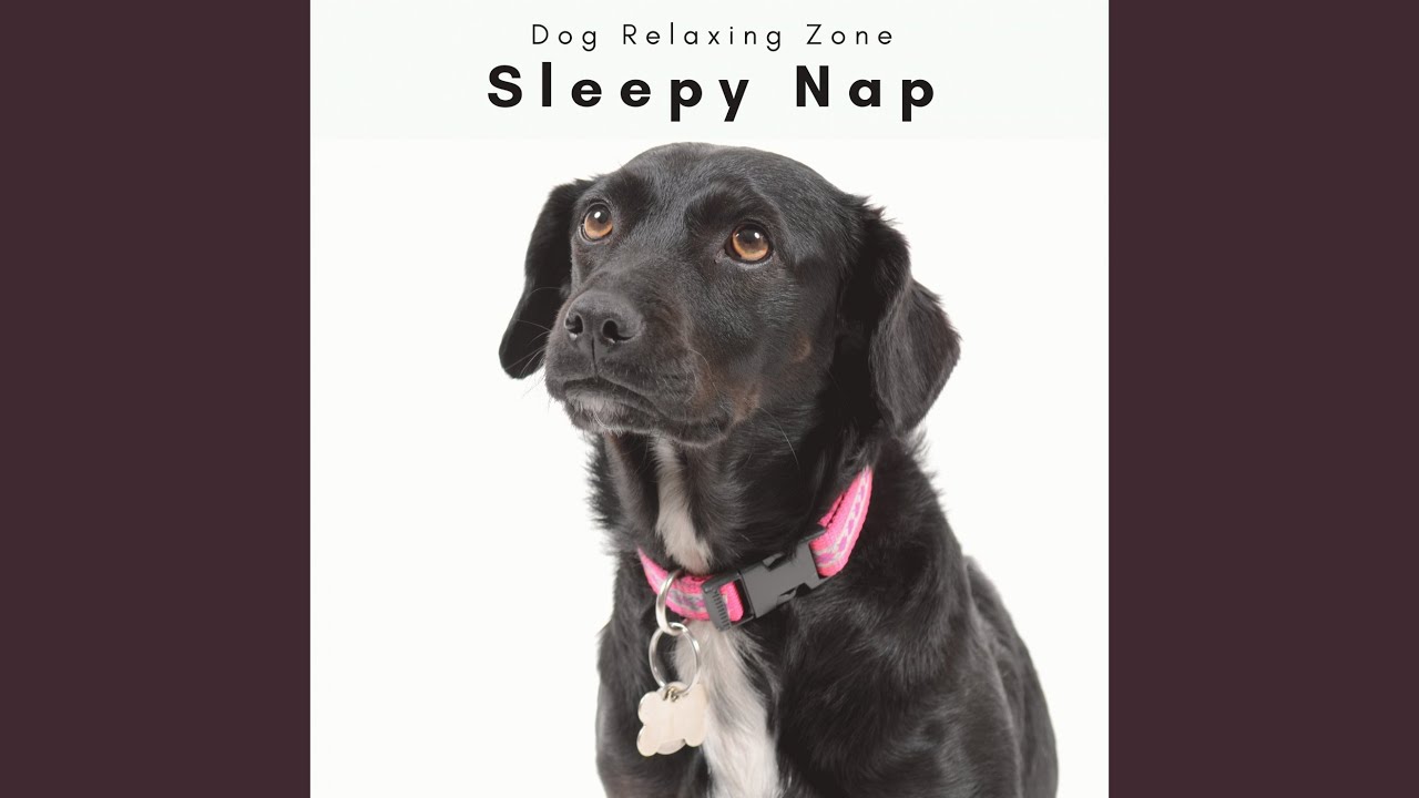 Dogs Perfect Dreams Sounds for Deep Dog Dream - YouTube