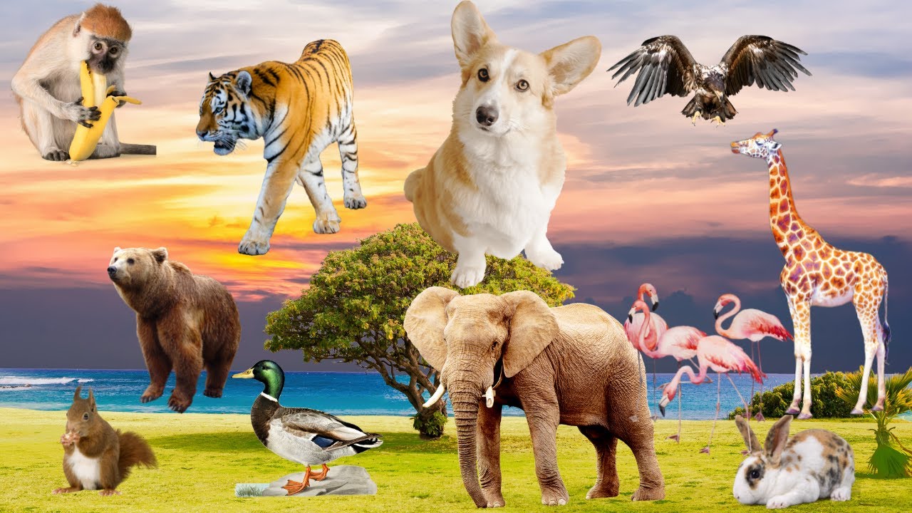 ANIMALS WE KNOW CHICKEN, DUCK, RABBIT, PIG, COW, BIRD, TIGER, SHEEP ...