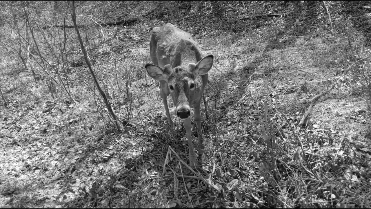 Face to face with docile deer - YouTube