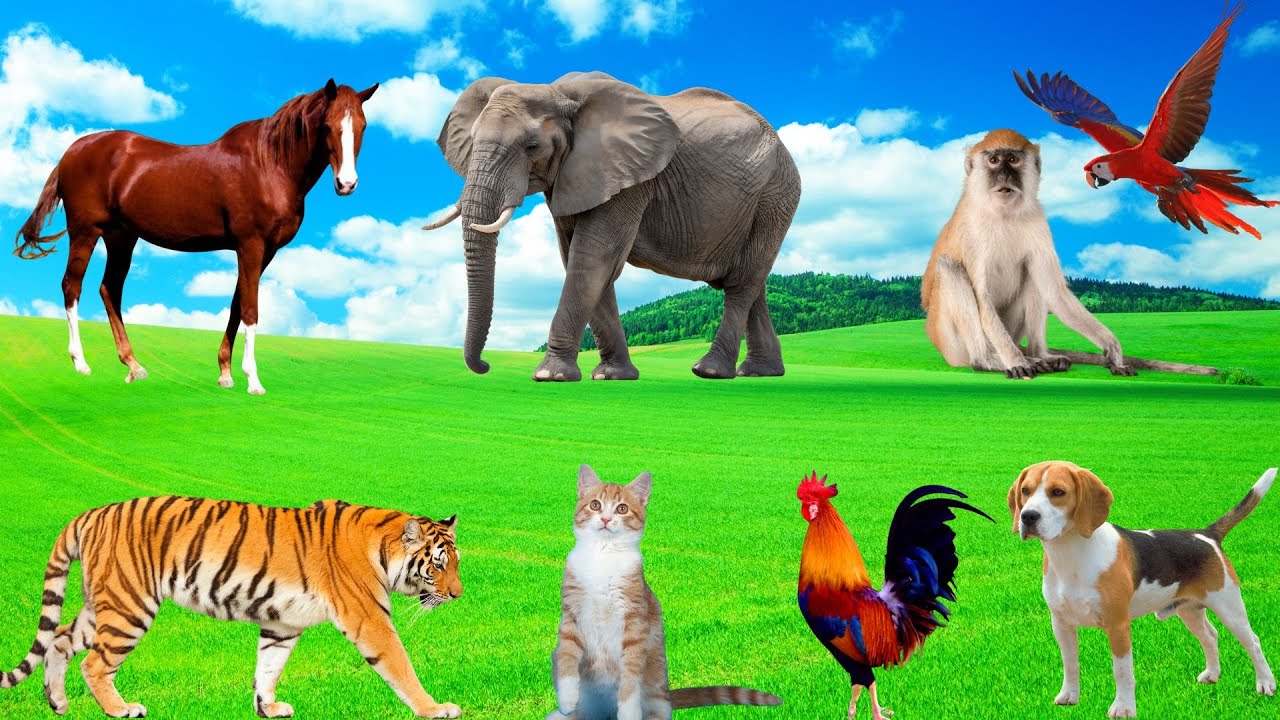 Animal Colors - Parrots, Cows, Horses, Elephants, Tigers, Rabbits ...