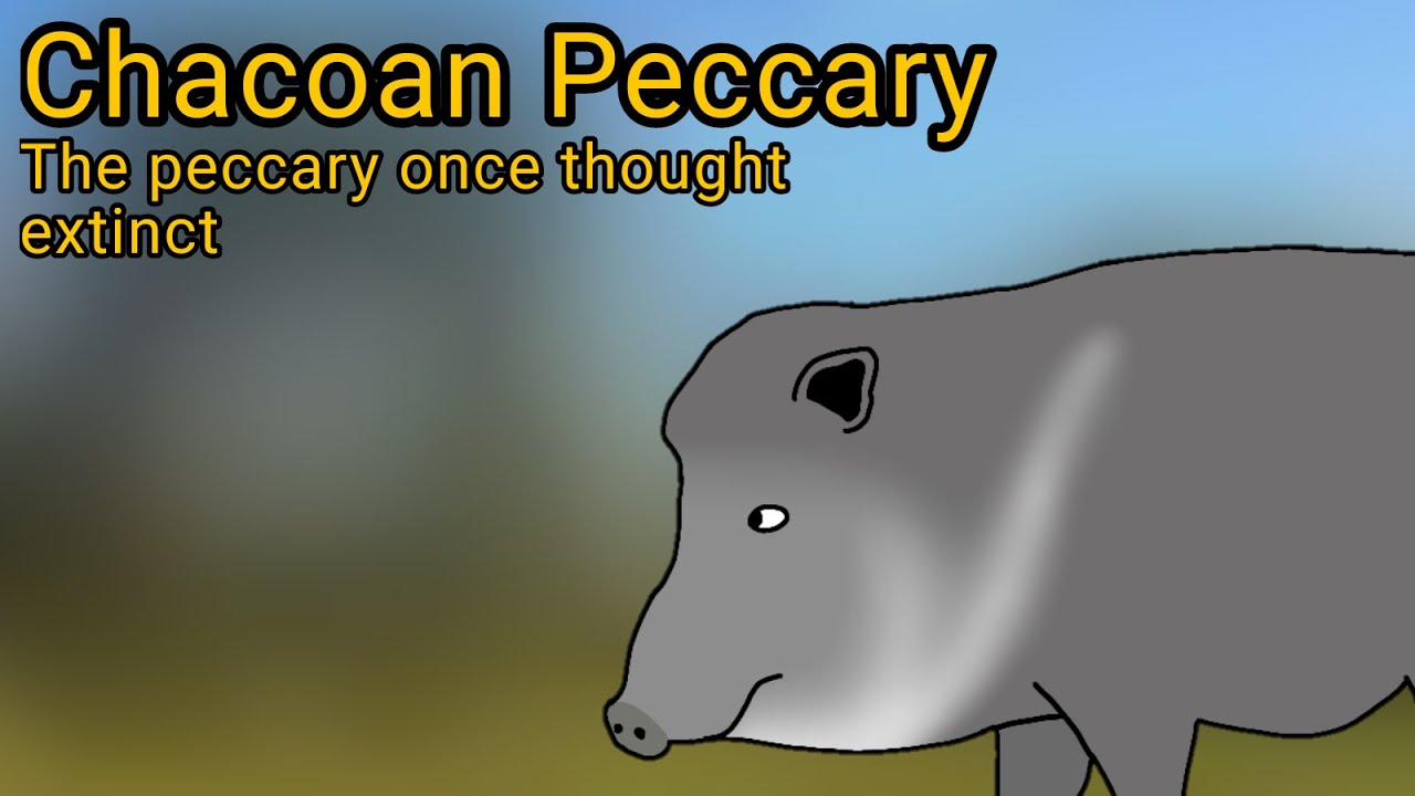 Chacoan Peccary. The peccary once thought extinct. - YouTube