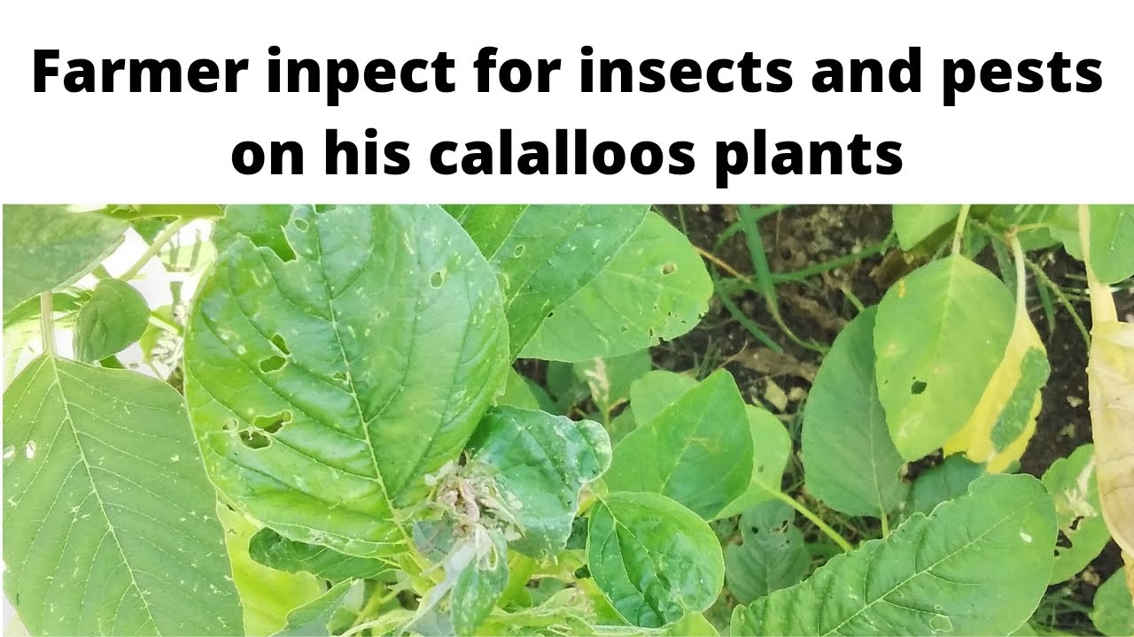 Farmer inspect for insects and pests on his callaloos plants - YouTube