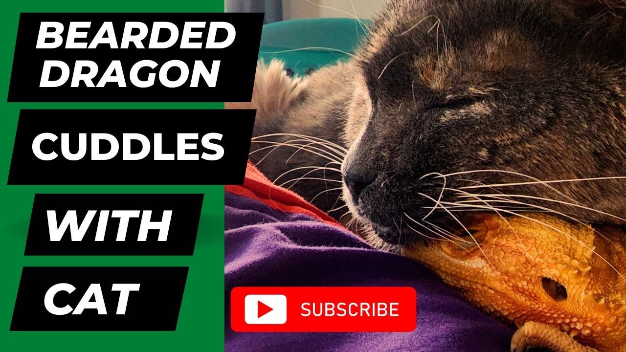 Bearded Dragon Cuddles With Cat - YouTube