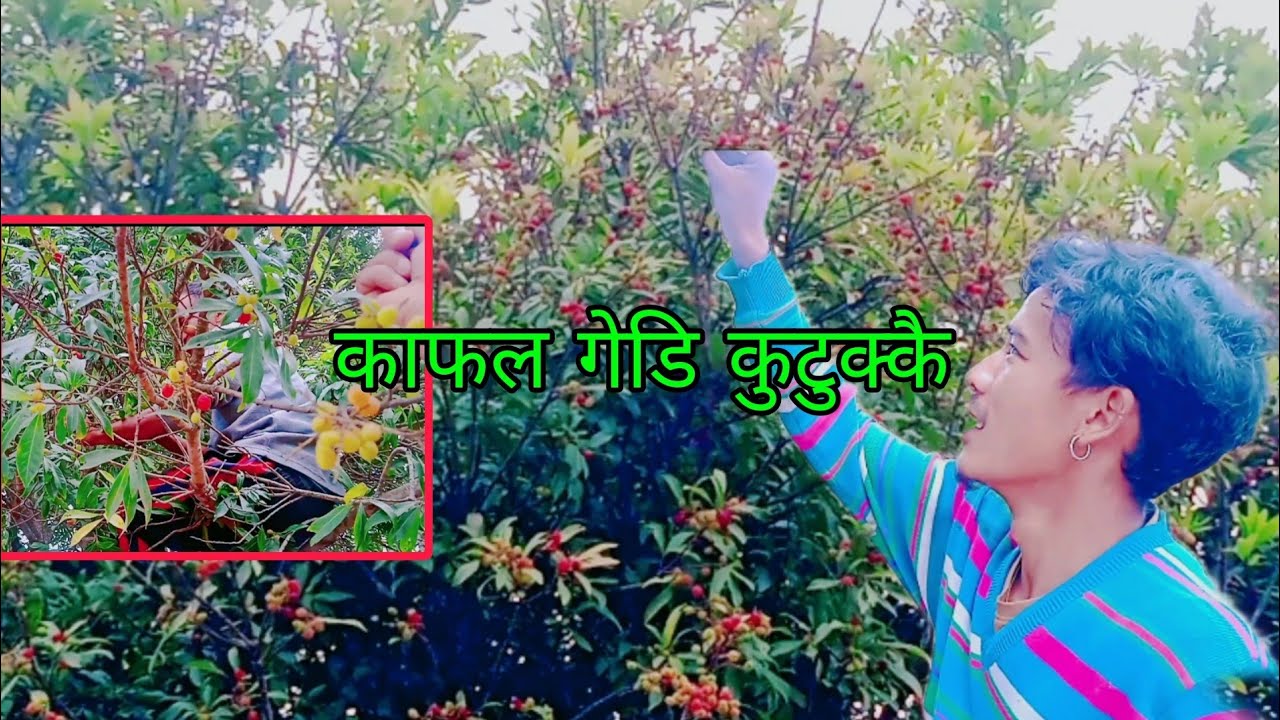 kafal khadai Jangalma Ramailo Vlog 🙏 - YouTube