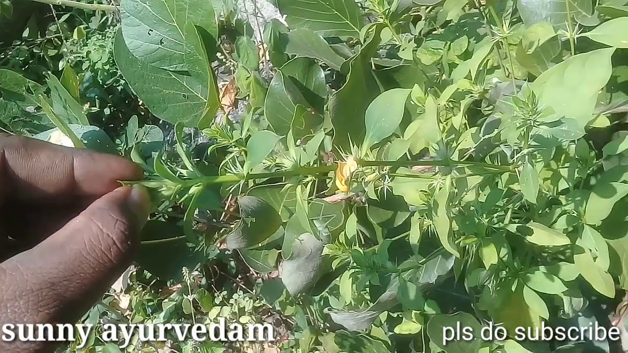 వజ్ర దంతి చెట్టు vajra danthi || vajradanti tree || vajra danthi chettu ...
