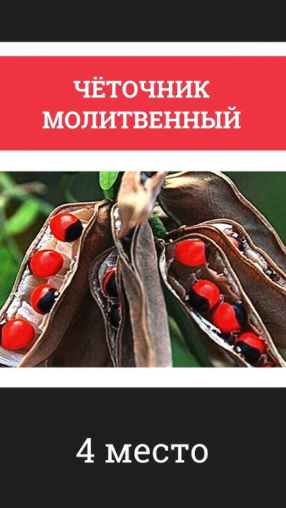 Топ 10💥 самых ядовитых растений в мире Часть 2 Shorts шортс топ10