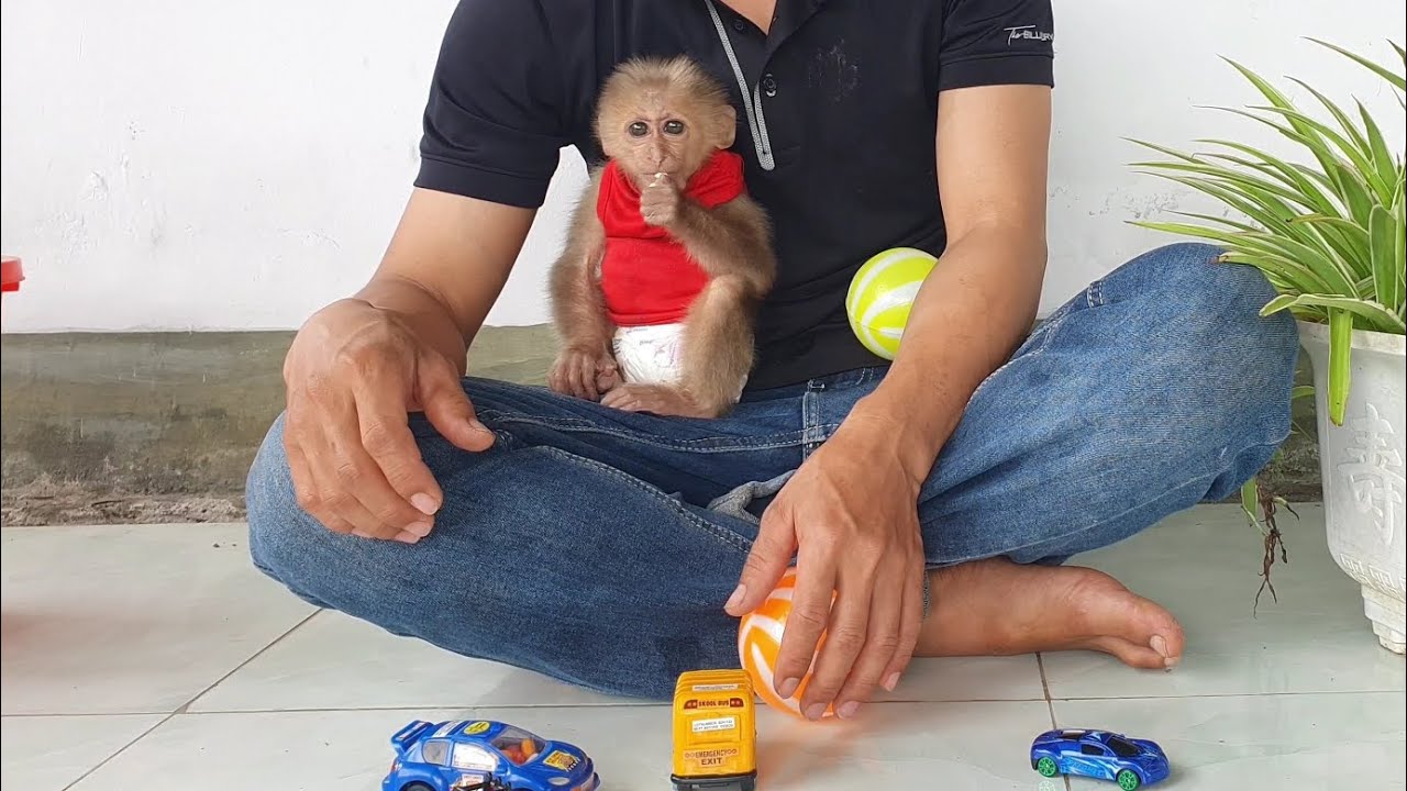 Mika monkey with dad when it's raining - YouTube