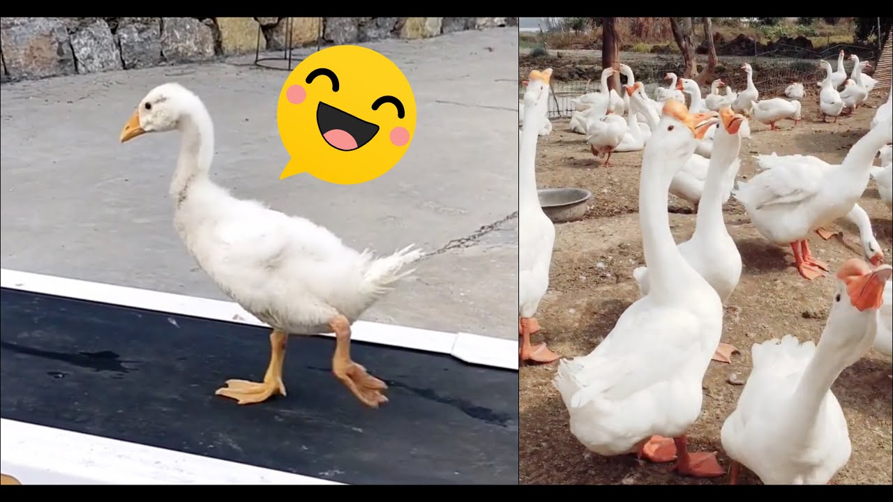 Funny gooses - YouTube