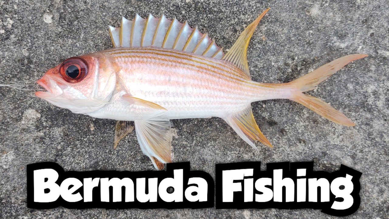 Cliff Fishing for New Species in Bermuda | Bermuda Fishing 🇧🇲 - YouTube