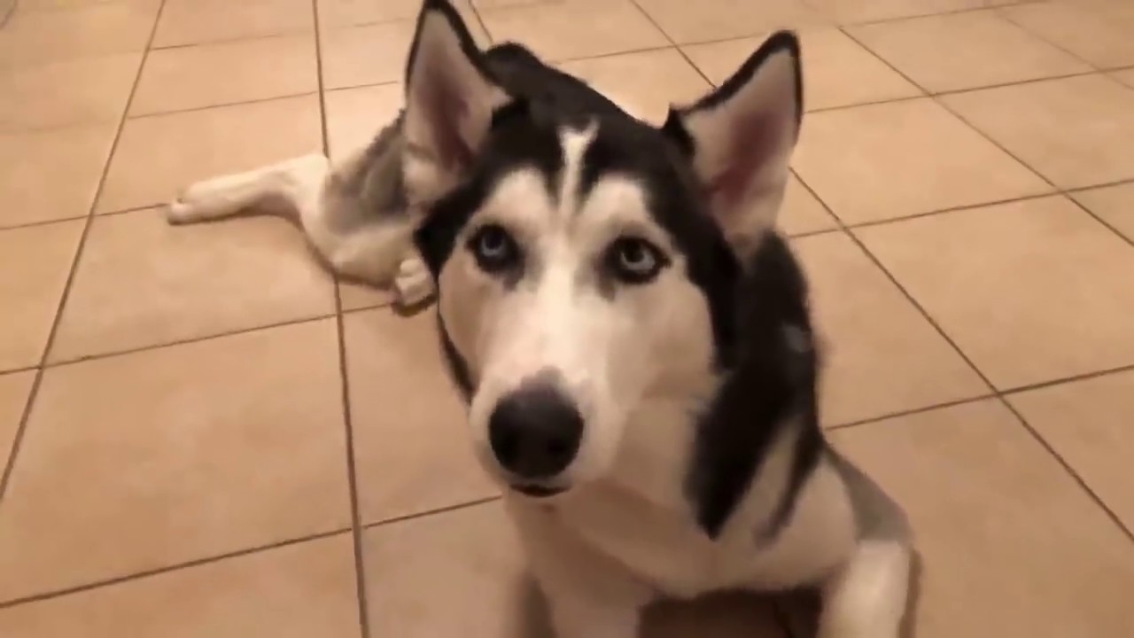 Husky Time Live! - YouTube