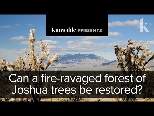 Joshua Tree Memes Joshua Tree National Park Night Scene Hiking Camping
