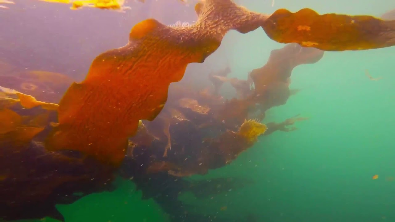 Blue whales and krill - YouTube