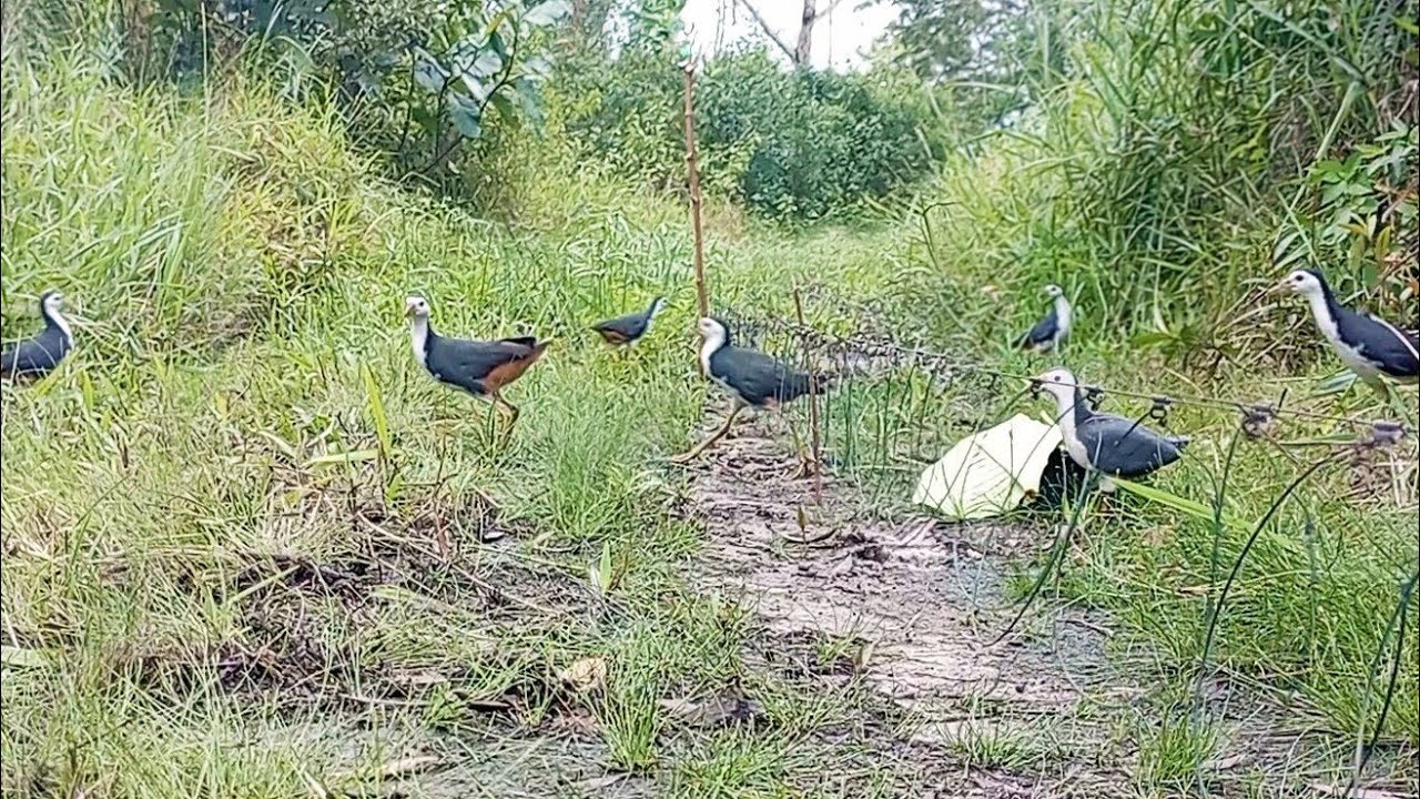 Bird trap || the most effective trap for loose birds - YouTube