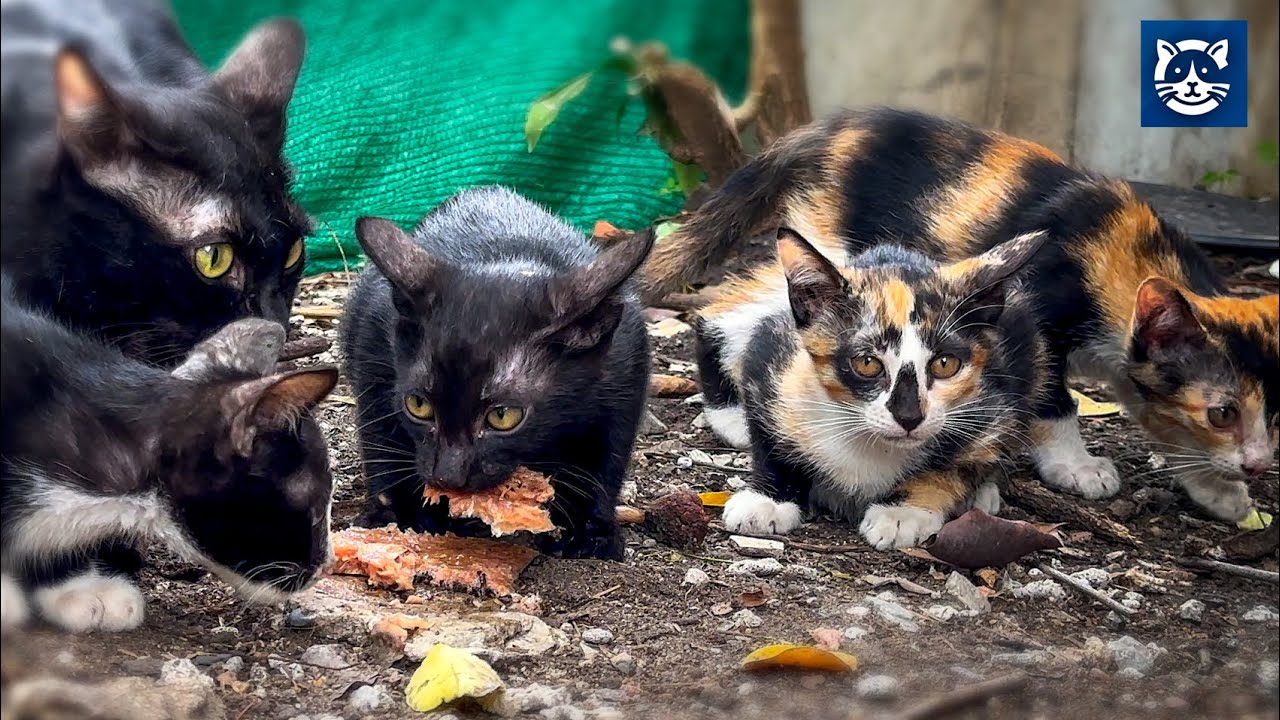 A stray cat mother and her 7 pitiful kittens Fighting for food out of ...