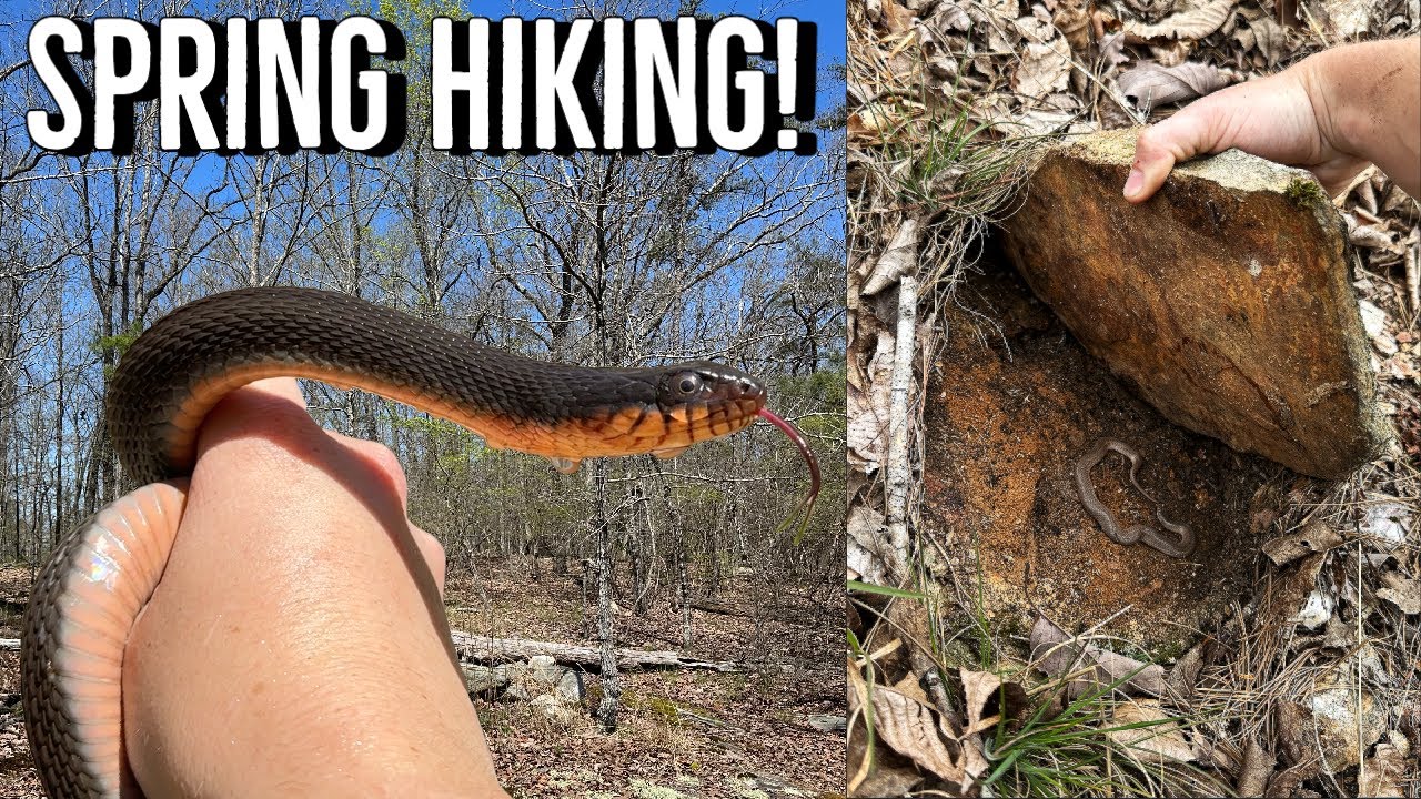 In Search of Spring Serpents! Hiking for Snakes and Turtles in the ...