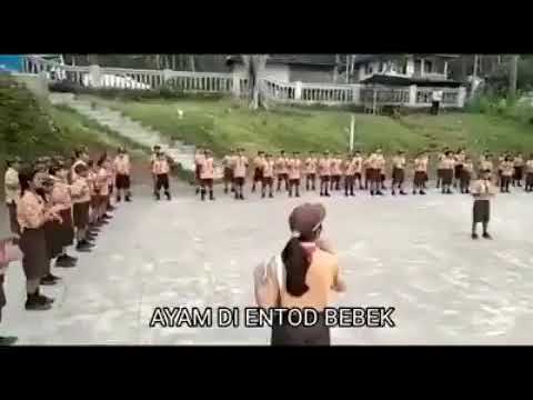Ayam entod bebek