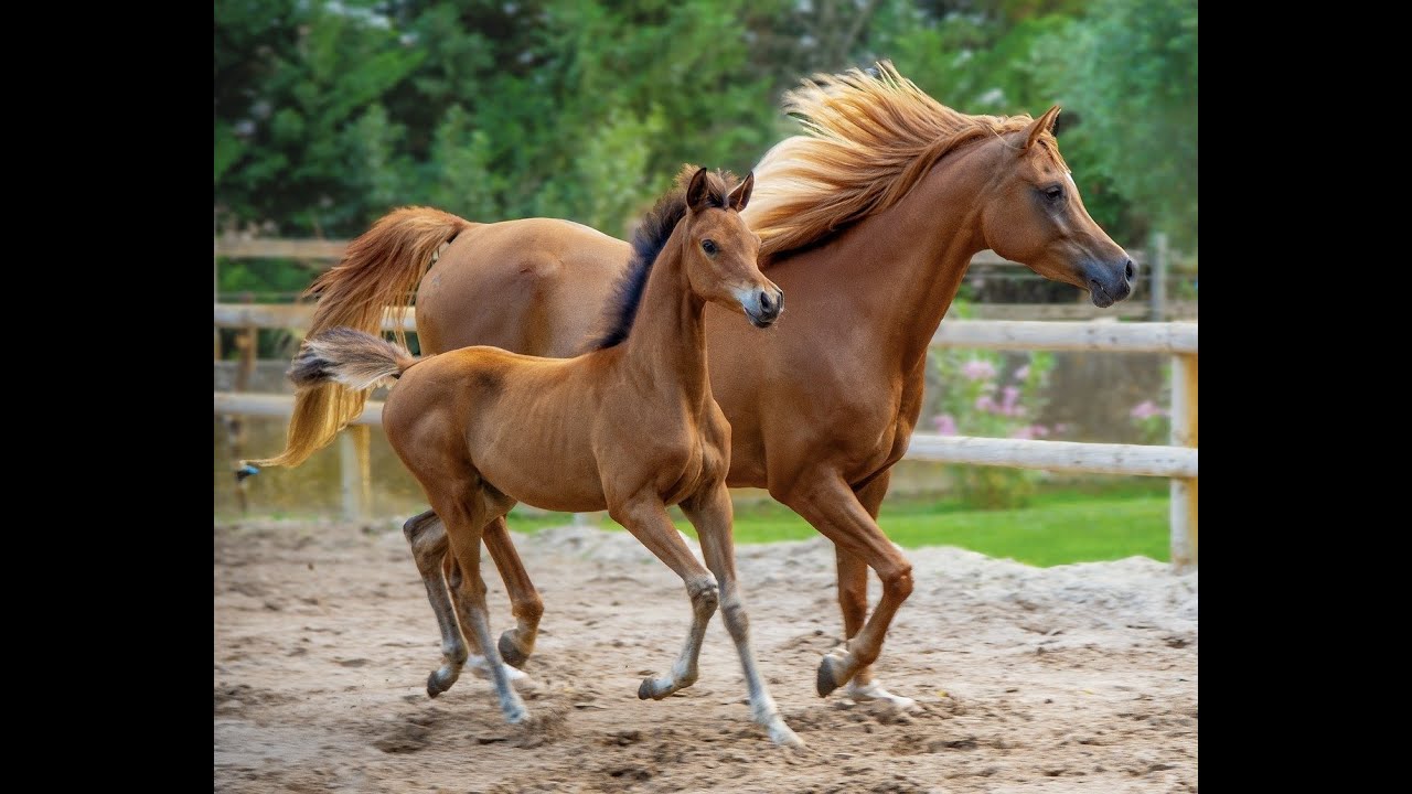 Horse Rap Video - YouTube
